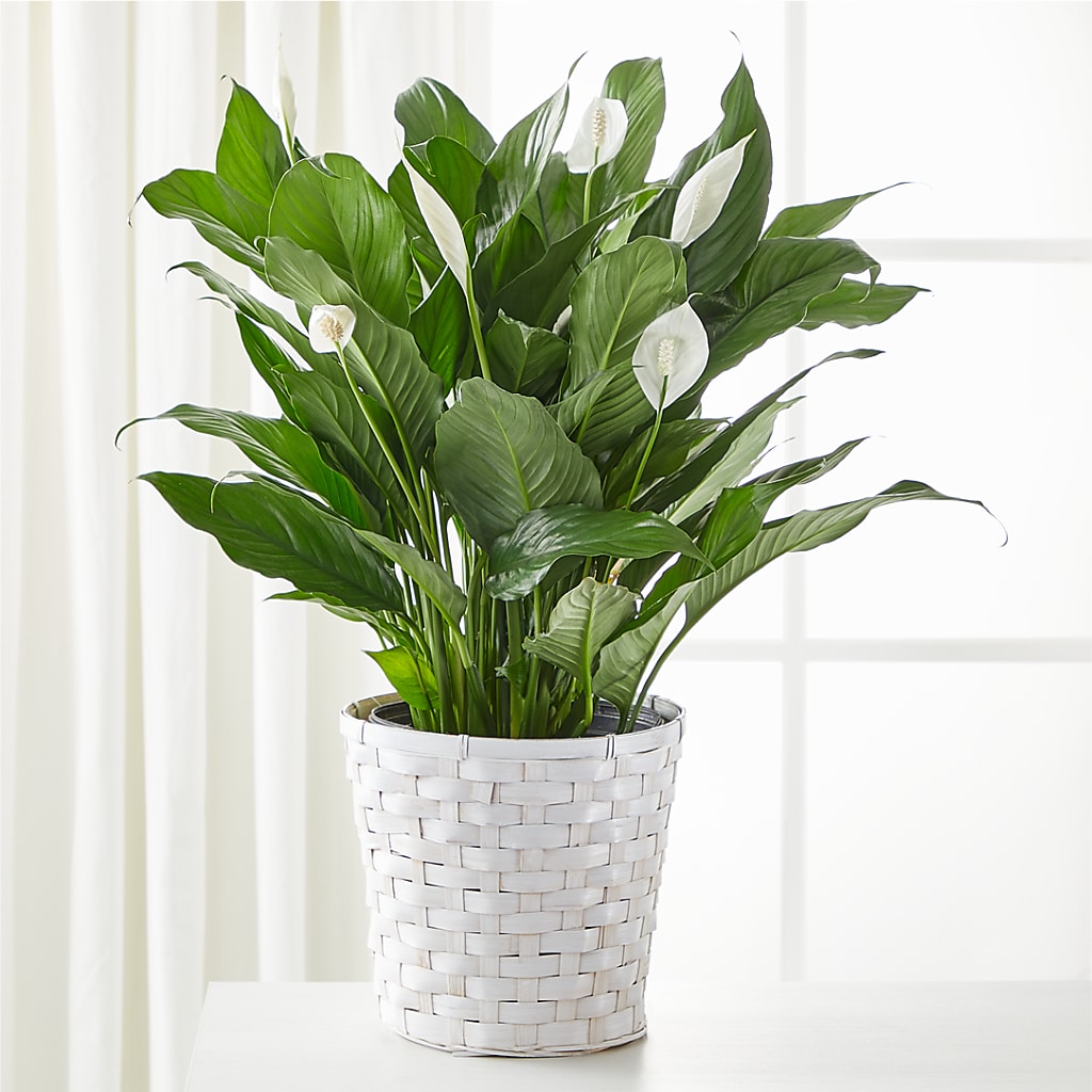 Bethpage Florist | Same Day Flower Delivery by The Total Event Li Inc